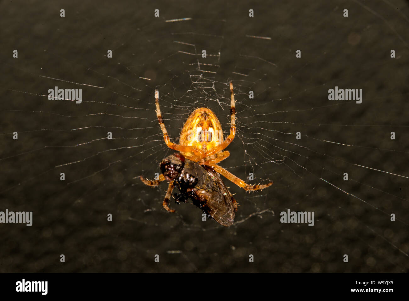 garden spider with caught fly Stock Photo - Alamy
