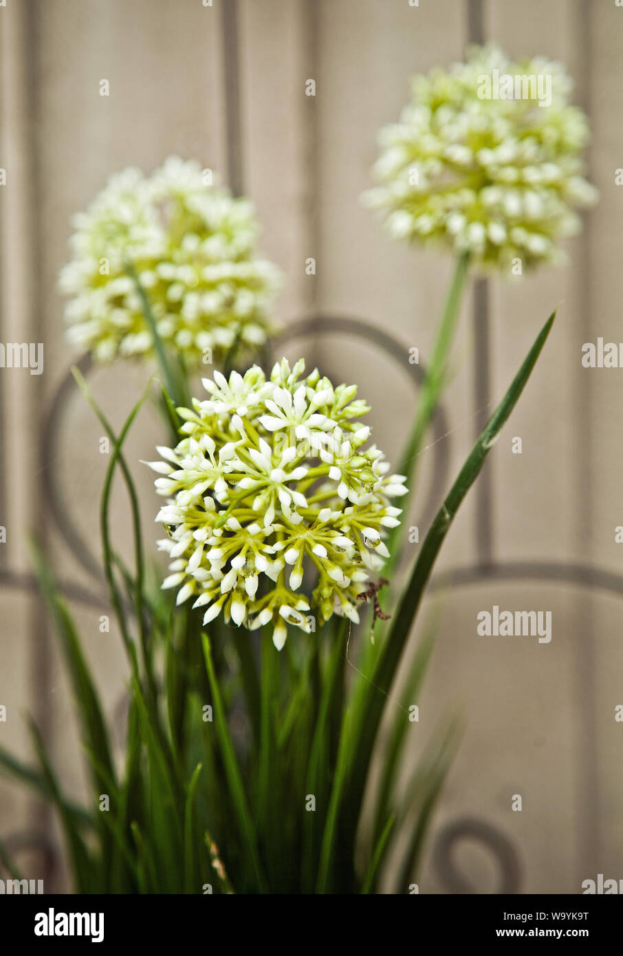 Allium white hi-res stock photography and images - Alamy
