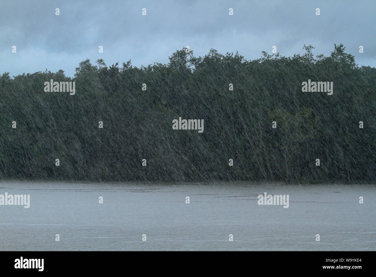 Rain in the Sundarbans, the largest mangrove forest in the world ...