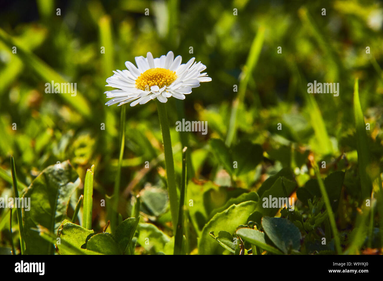 Close-up flower head in a garden in summer, natural background Stock ...