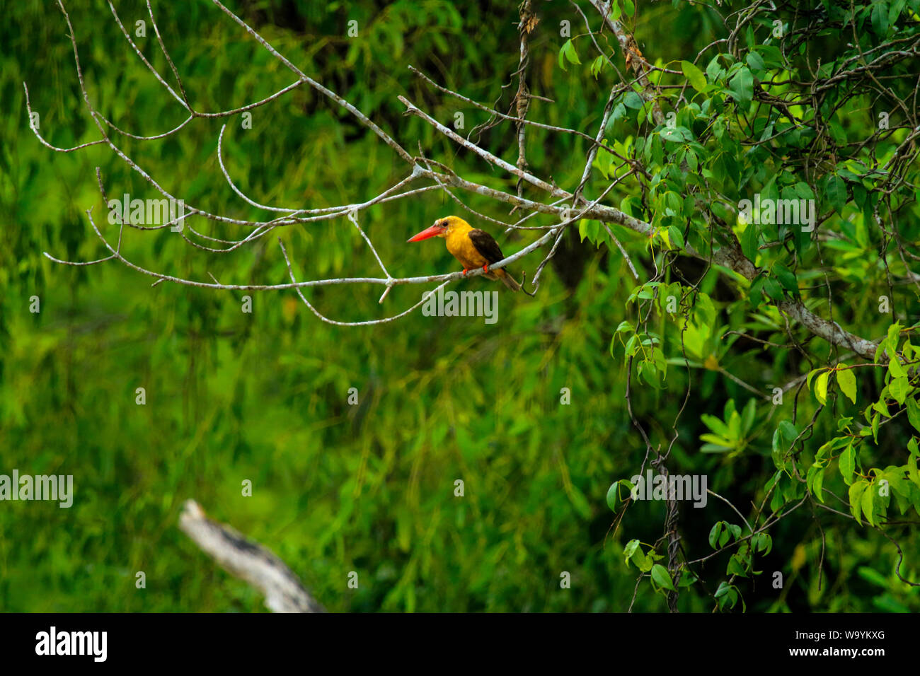 Largest kingfisher hi-res stock photography and images - Alamy
