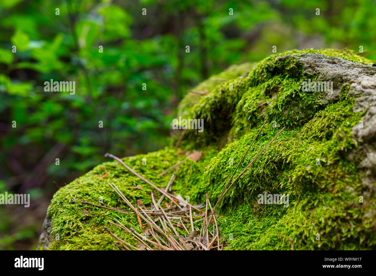 Pine moss hi-res stock photography and images - Alamy