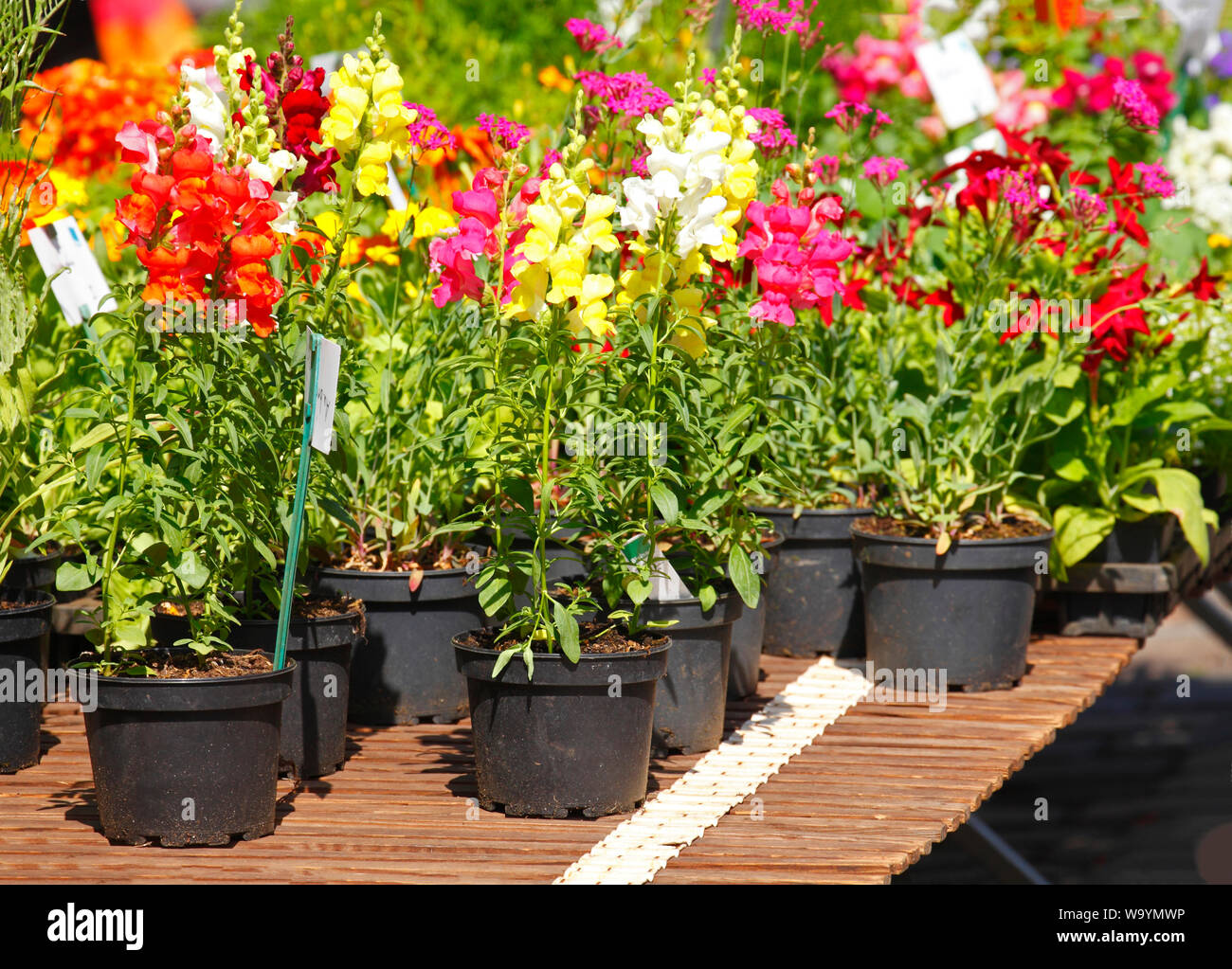 Colorful snapdragons (Antirrhinum) in flowerpots on a market stall ...