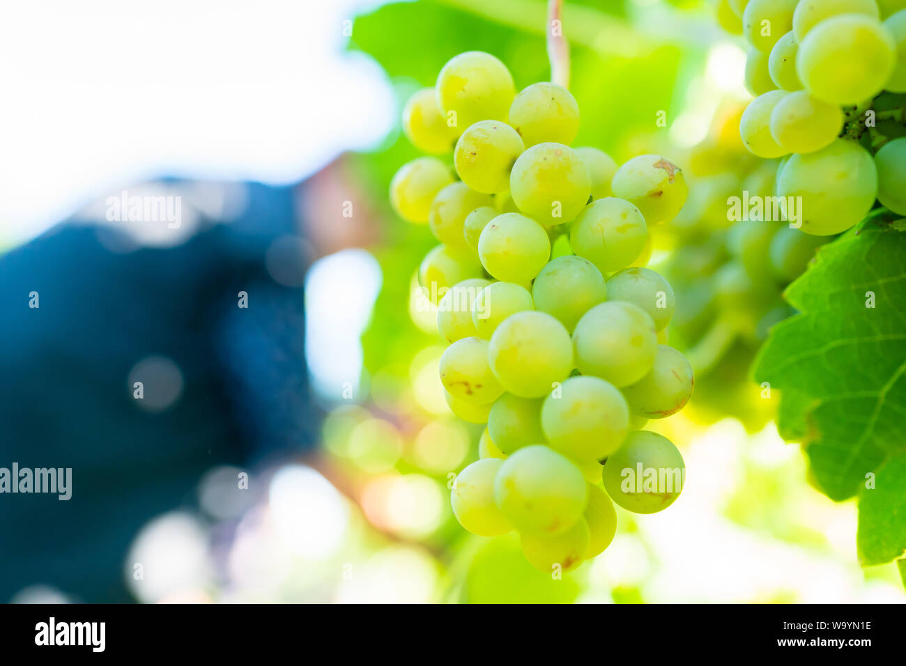 16 August 2019, Rhineland-Palatinate, Neustadt an der Weinstraße ...