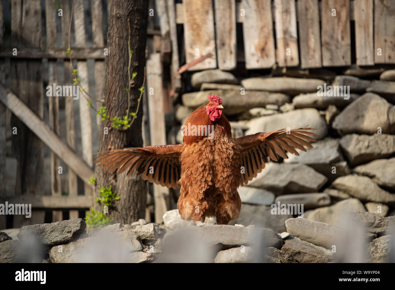 Big red rooster looking defensive with his wings open and ready to ...