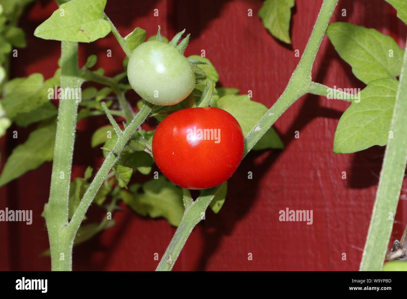 raw and ripe tomato berries Stock Photo - Alamy