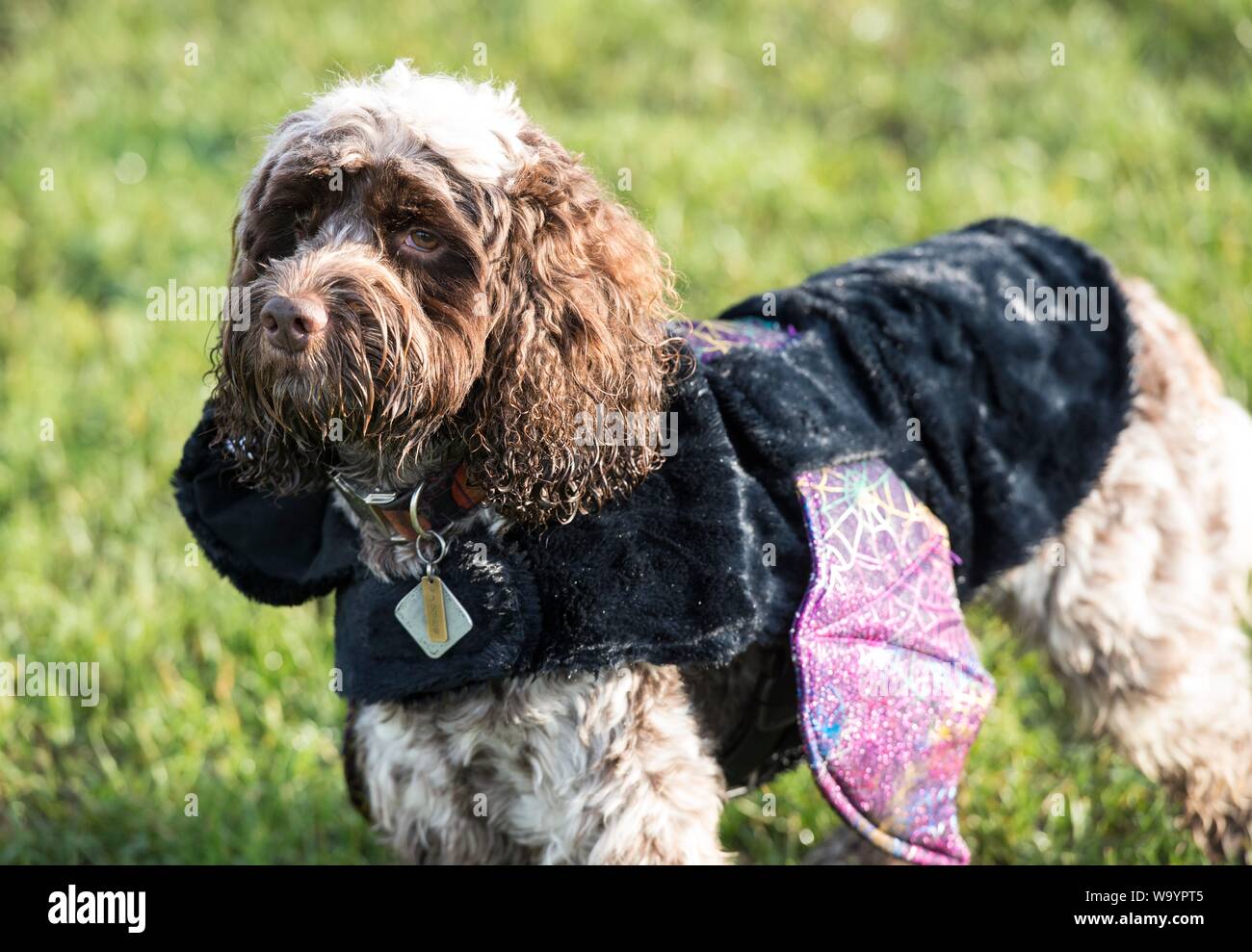 Howl-o-ween dog show, owners dress their dogs for Halloween. Picture ...