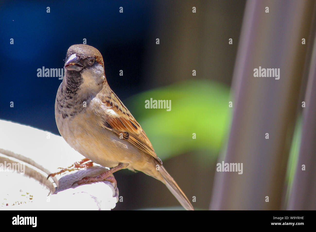 Grain eating animals hi-res stock photography and images - Alamy