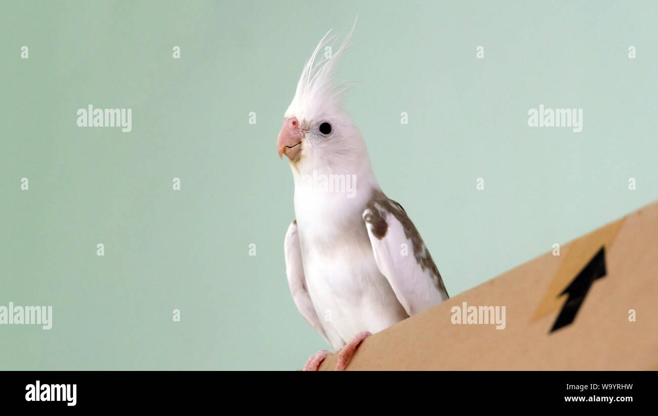 White Faced Pearl Cockatiel