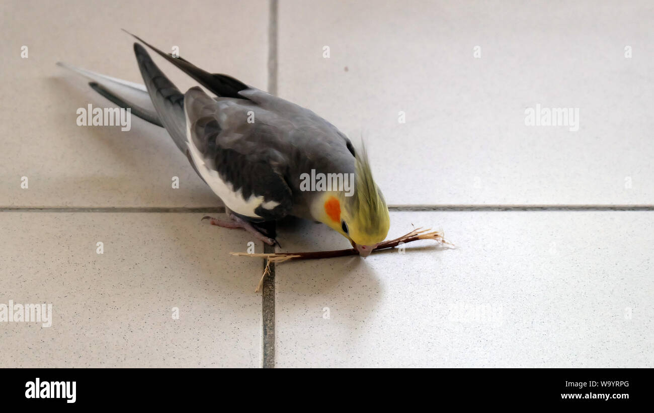 A gray cockatiel with bright red cheek trying to pick up a small stick ...