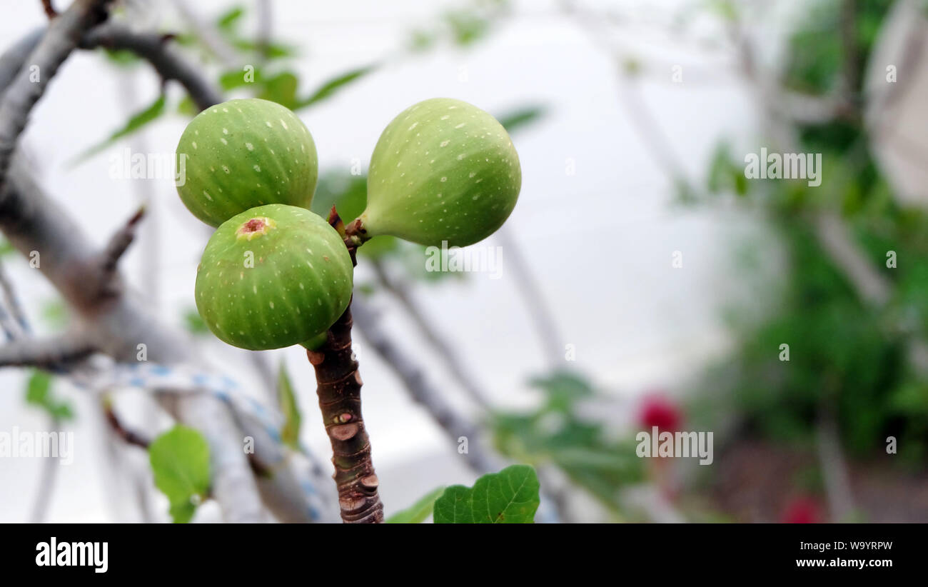 Figs grow on a fig tree hi-res stock photography and images - Alamy