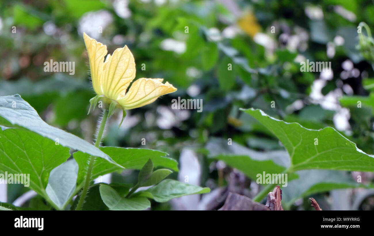 Bitter gourd flower hi-res stock photography and images - Alamy