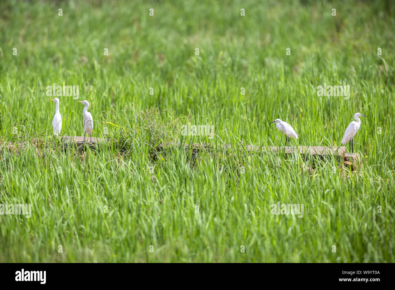 Group of egrets hi-res stock photography and images - Alamy