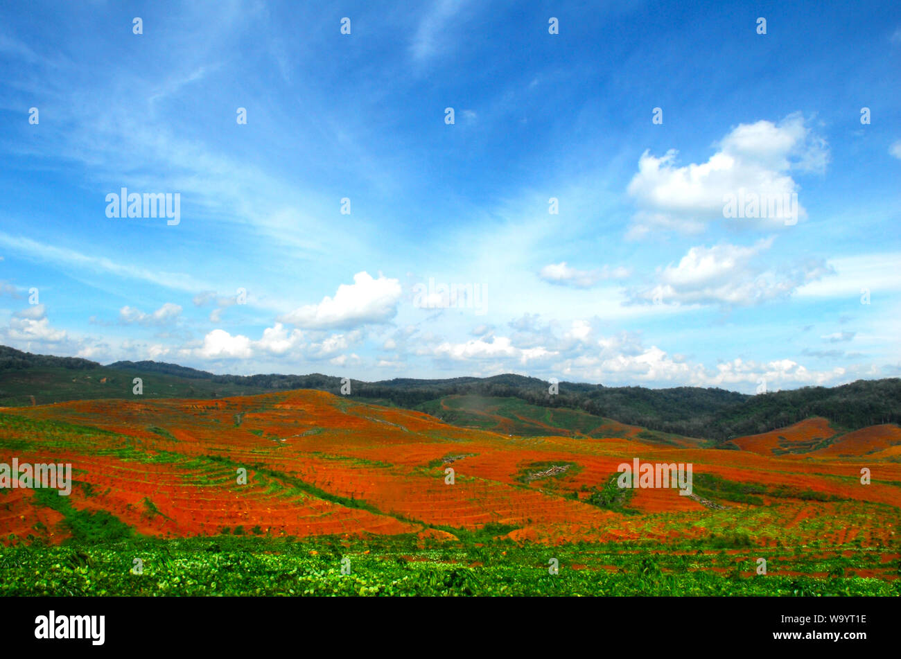 Plantation land hi-res stock photography and images - Alamy