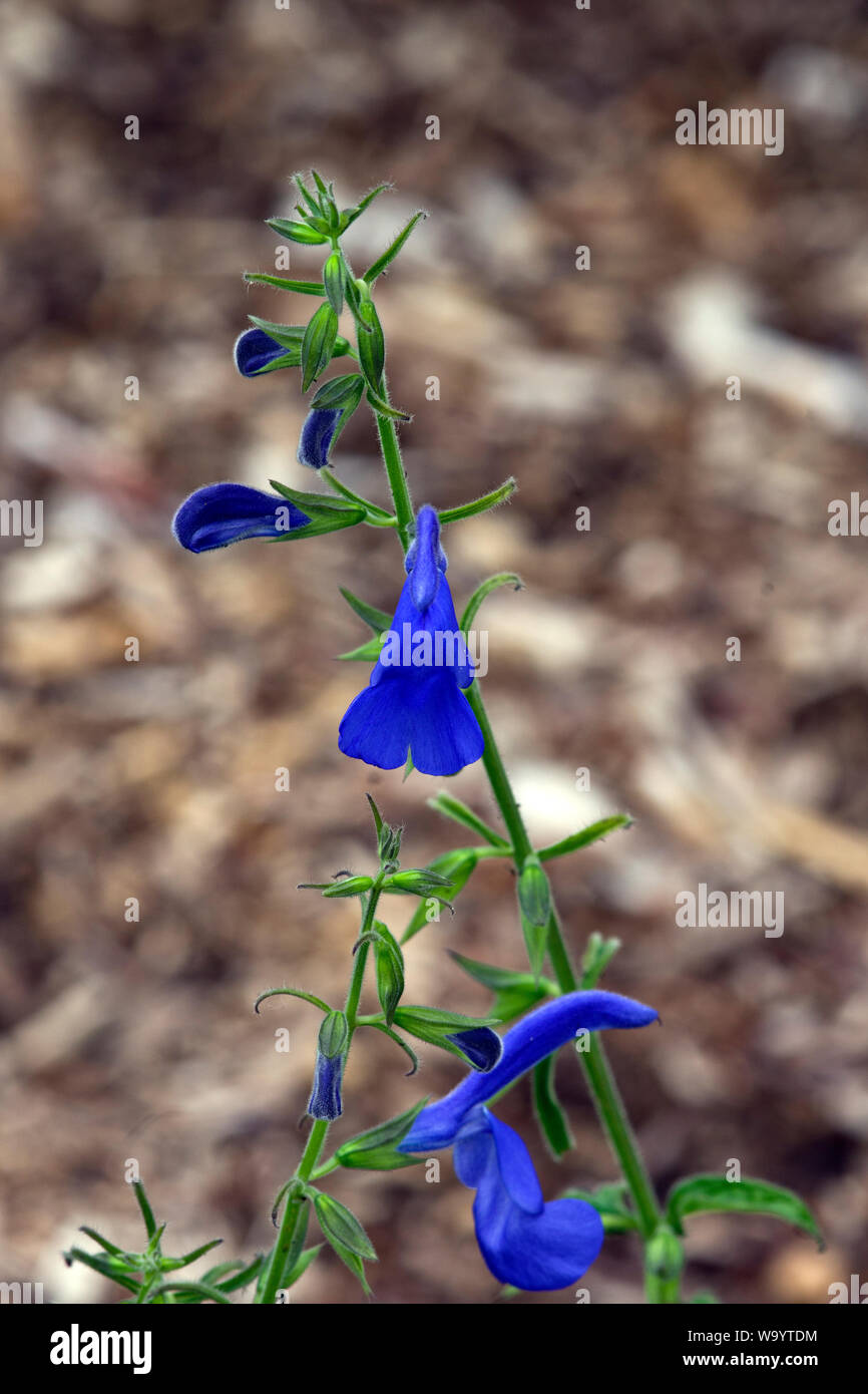 Salvia patens hi-res stock photography and images - Alamy