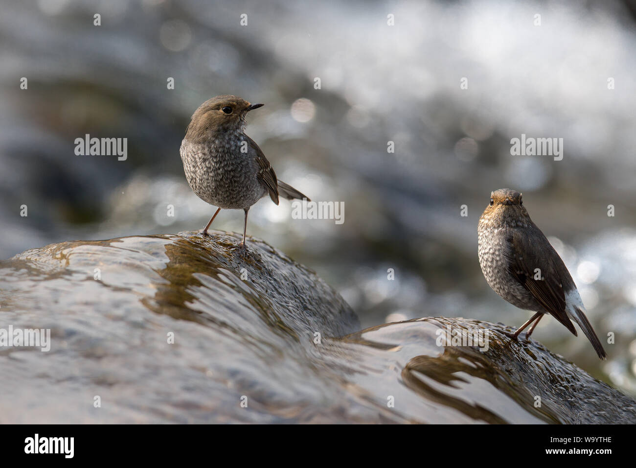 Red tail water Robins Stock Photo - Alamy
