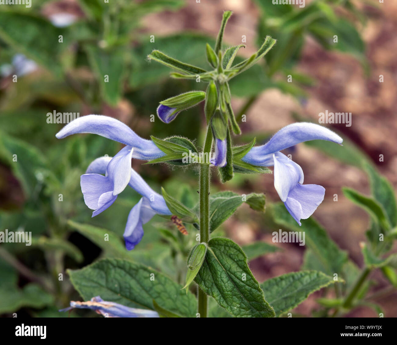 Light blue blooms hi-res stock photography and images - Alamy