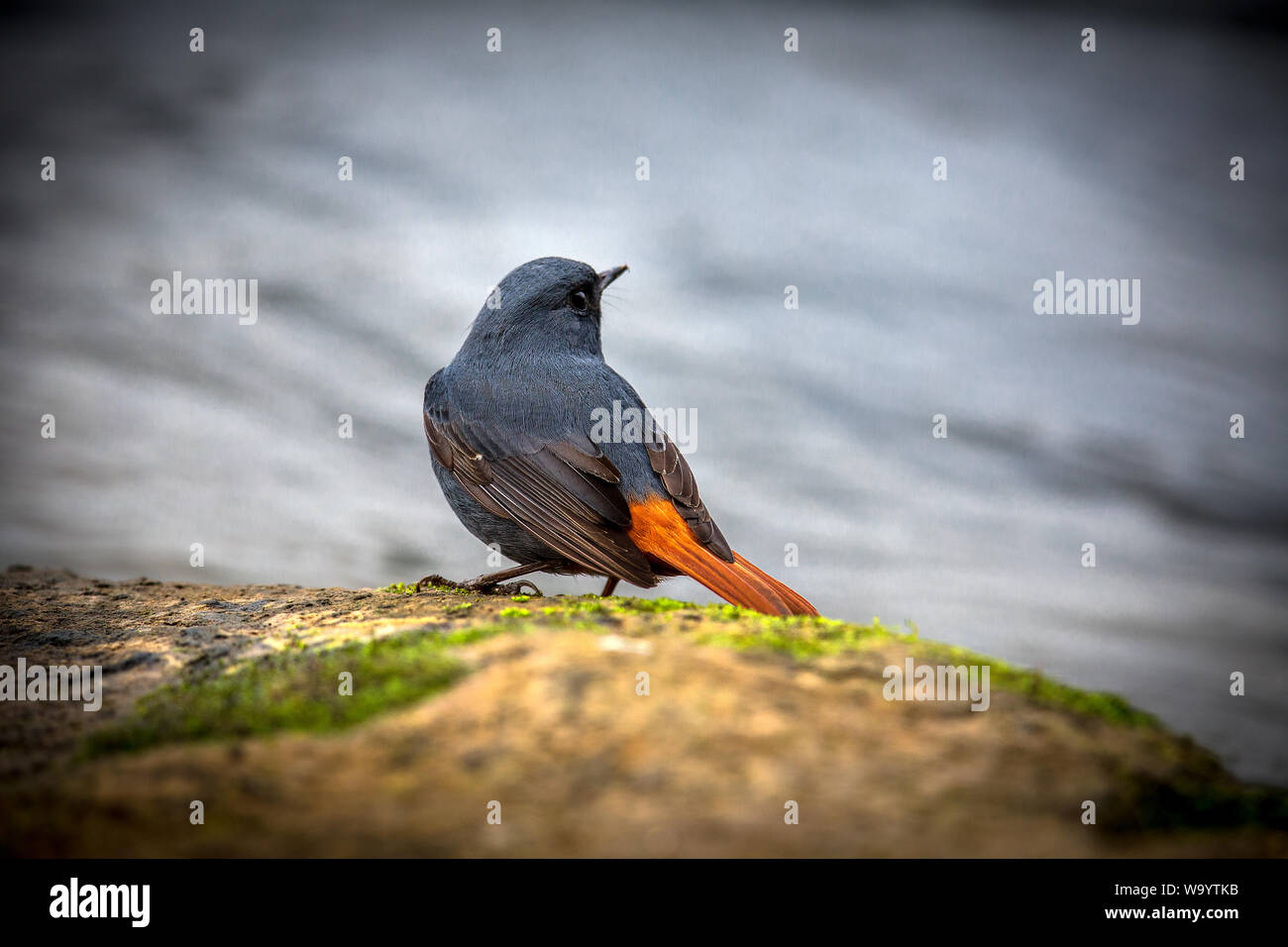 Red tail water Robins Stock Photo - Alamy