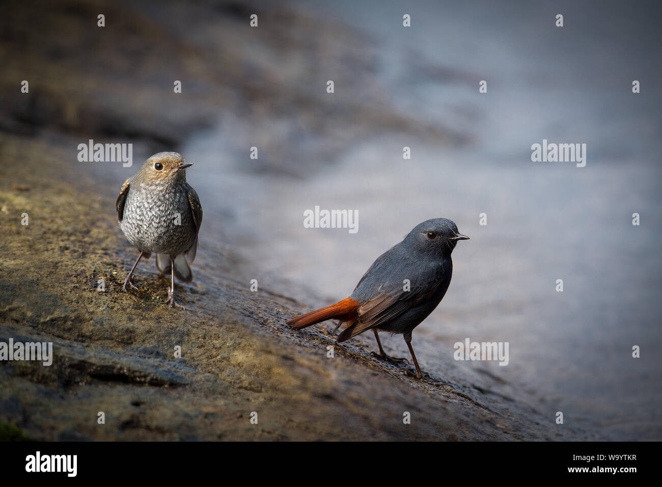 Red tail water Robins Stock Photo - Alamy