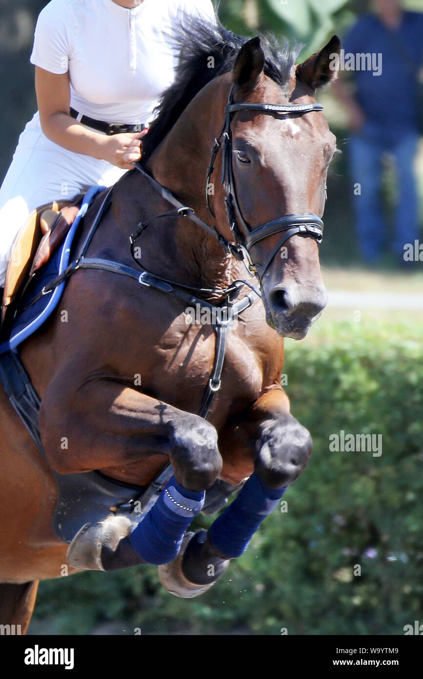 Show jumper horse and rider performing jump at show jumping training ...
