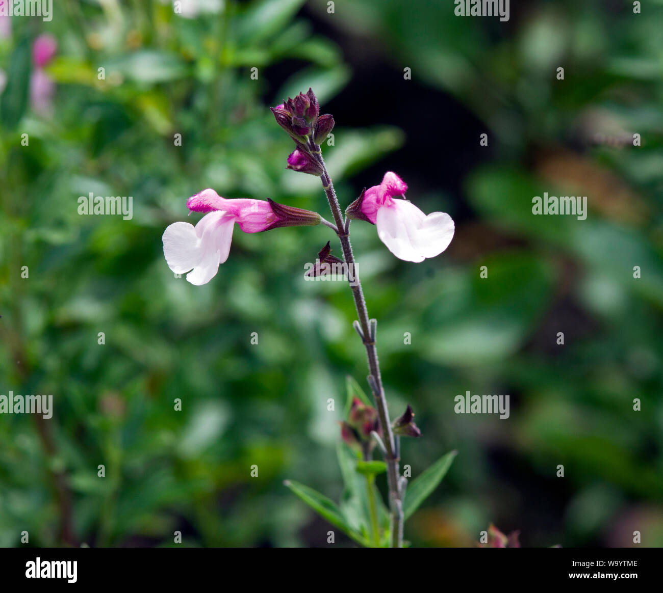 Salvia 'Dyson's Joy' Stock Photo - Alamy