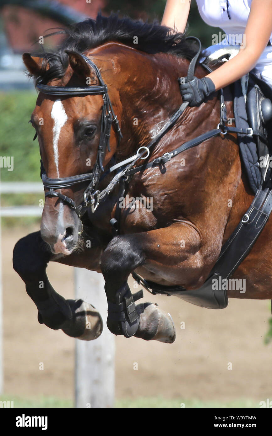 Show jumper horse and rider performing jump at show jumping training ...