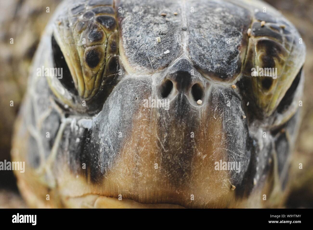 Closeup shot of a gigantic turtle head Stock Photo - Alamy