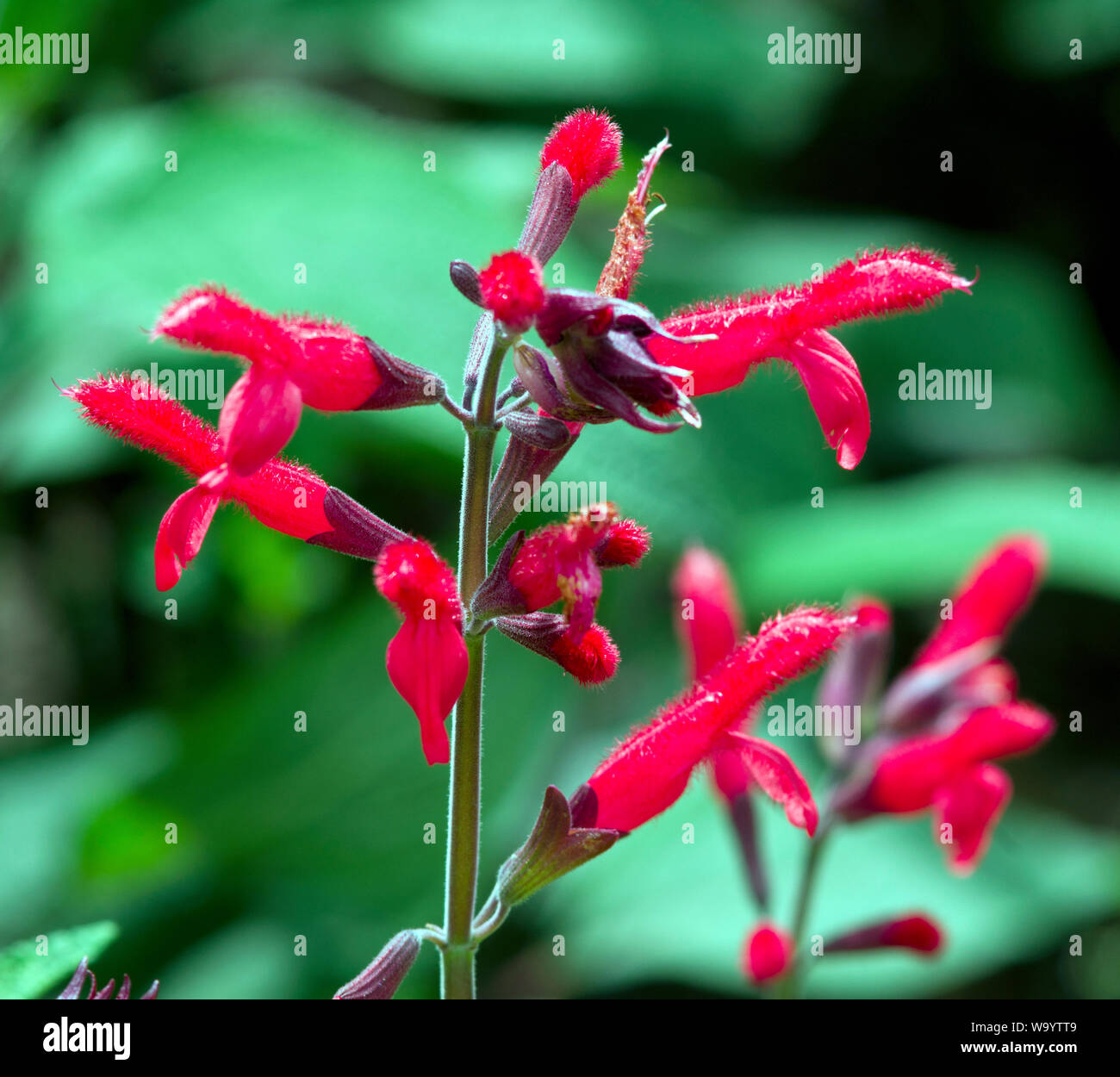 Mexican salvia hi-res stock photography and images - Alamy