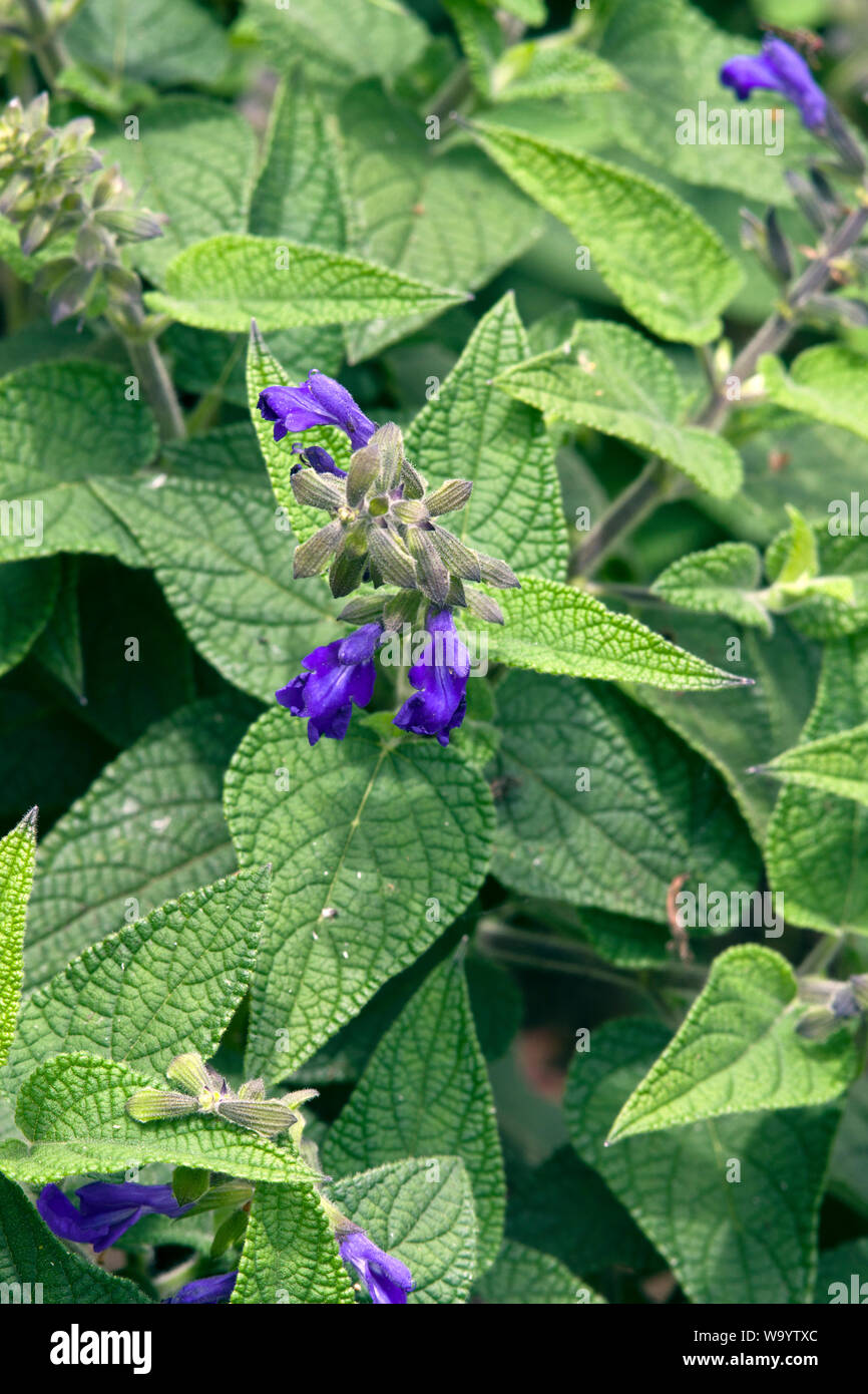 Salvia urica compacta Stock Photo - Alamy