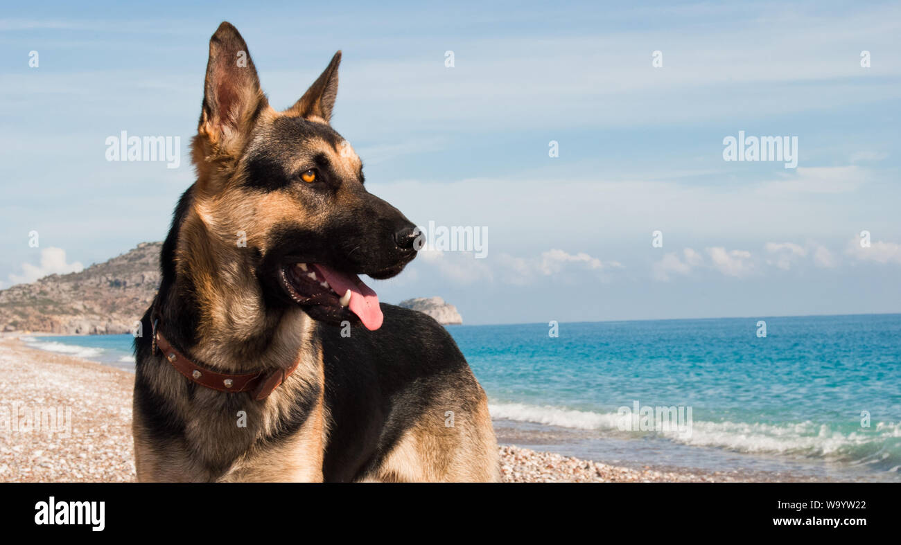 German shepherd beach hi-res stock photography and images - Alamy