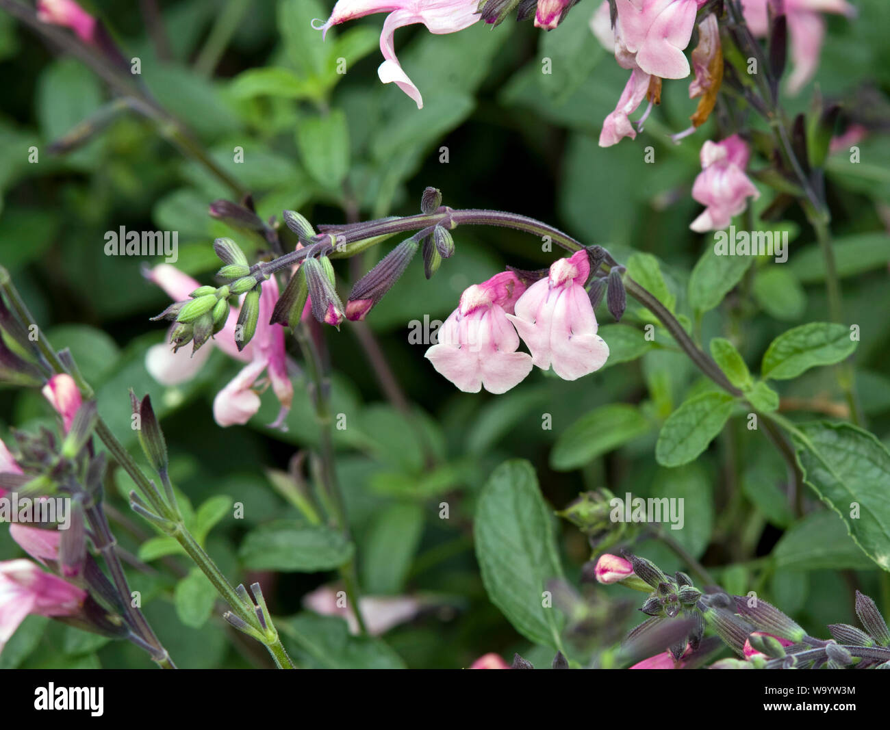 Salvia greggii 'Stormy Pink' Stock Photo - Alamy