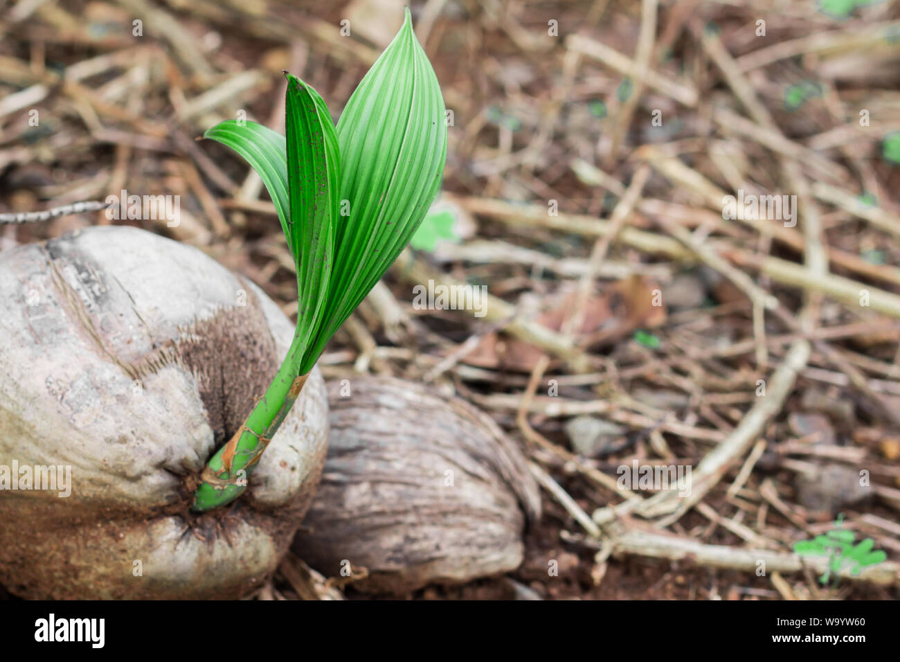 Young coconut palm tree sprout hi-res stock photography and images - Alamy