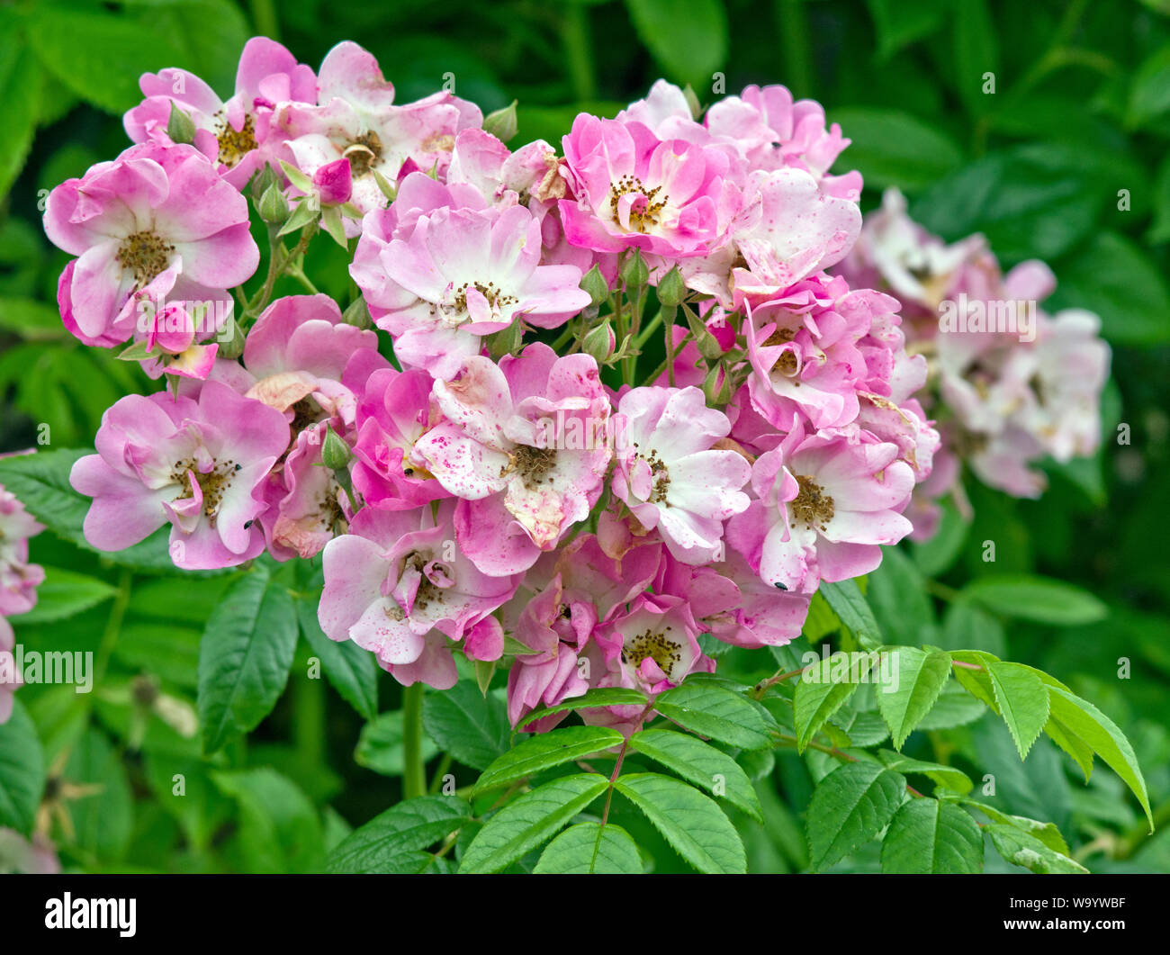 Rose apple plant hi-res stock photography and images - Alamy