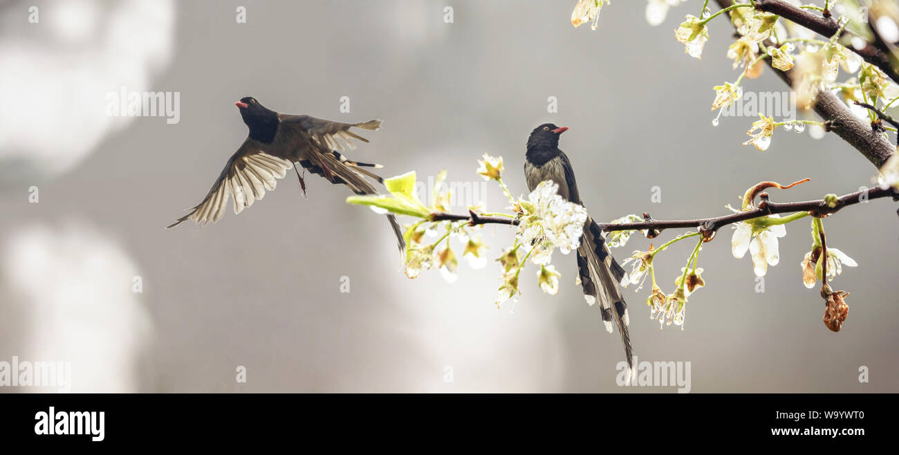 China chongqing visual hi-res stock photography and images - Alamy