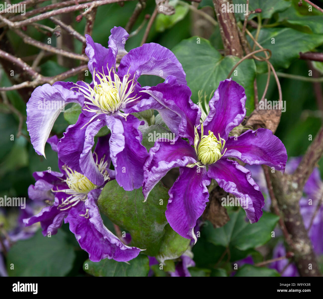 Clematis chevalier hi-res stock photography and images - Alamy