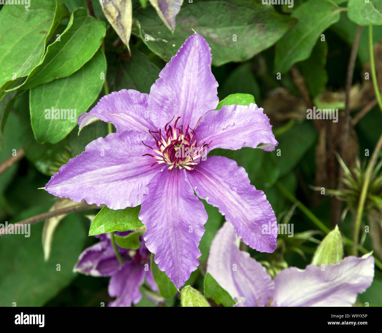 Clematis boulevard series hi-res stock photography and images - Alamy