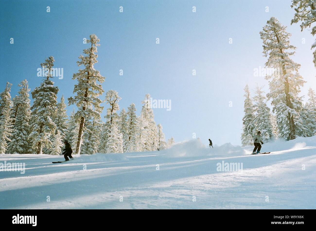 Tree filled slope hi-res stock photography and images - Alamy