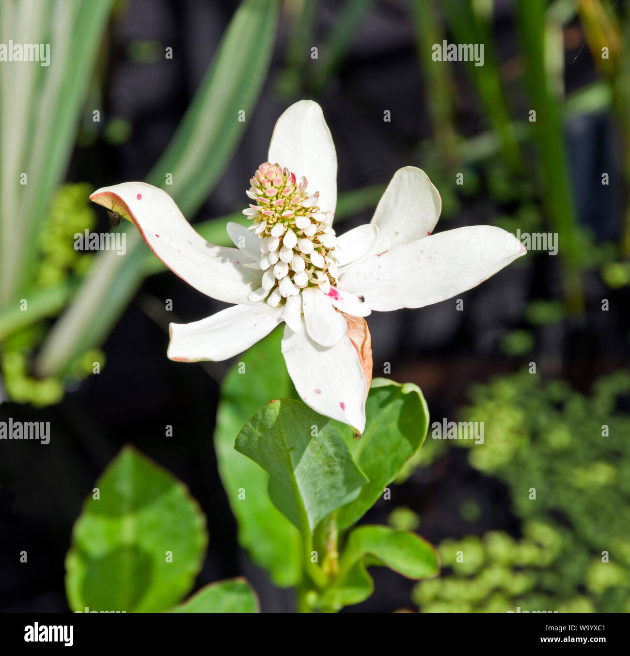 Californica hi-res stock photography and images - Alamy