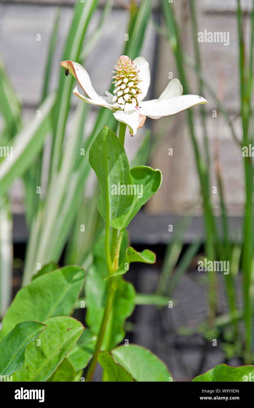 Californica hi-res stock photography and images - Alamy