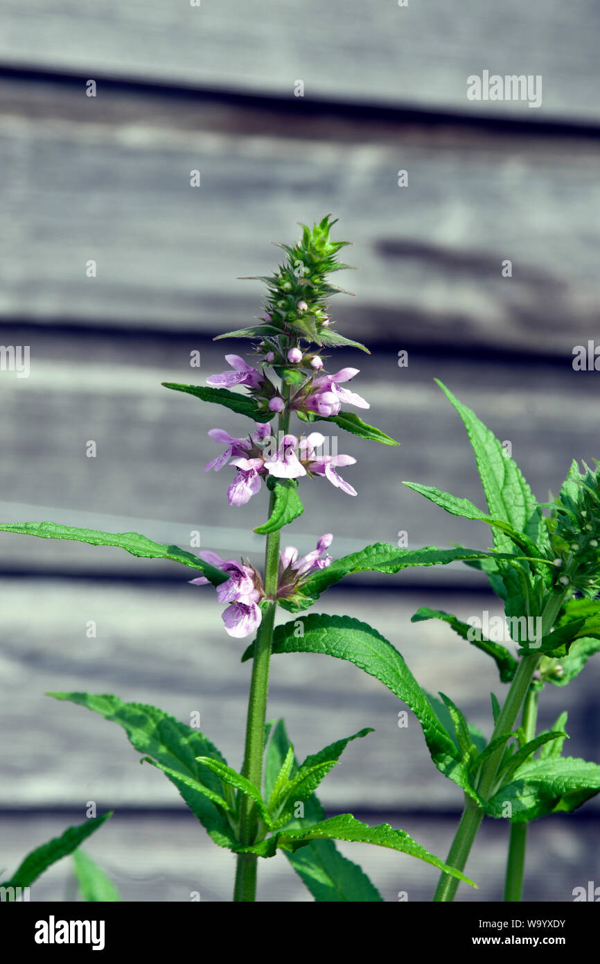 Stachys hi-res stock photography and images - Alamy