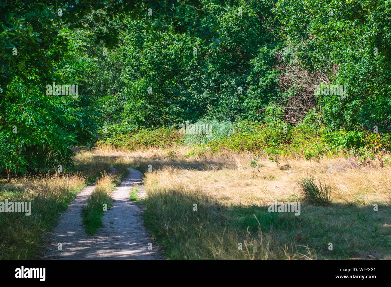 Path in Dutch Forest in Gelderland the photograph was taken in the ...