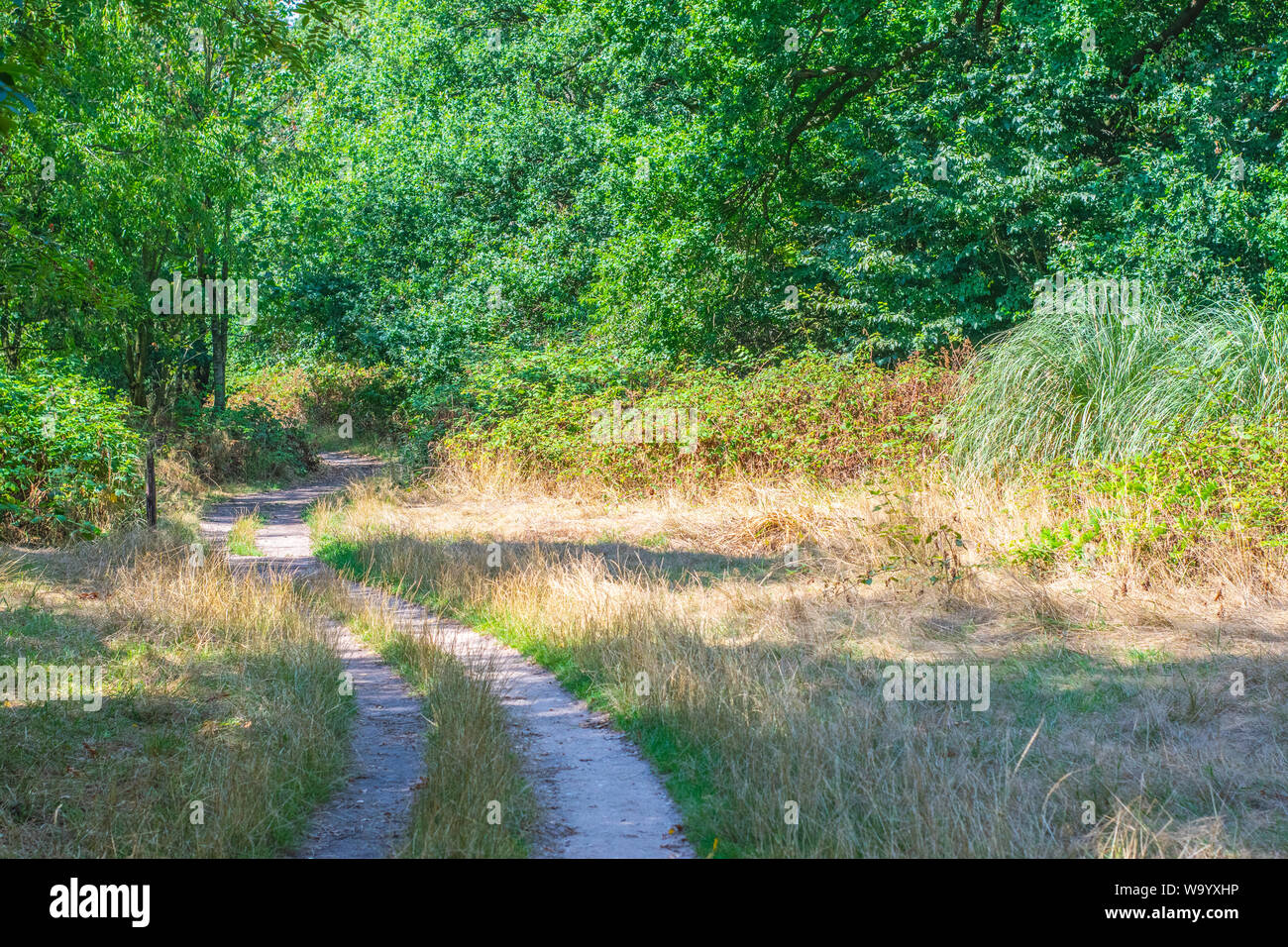 Path in Dutch Forest in Gelderland the photograph was taken in the ...