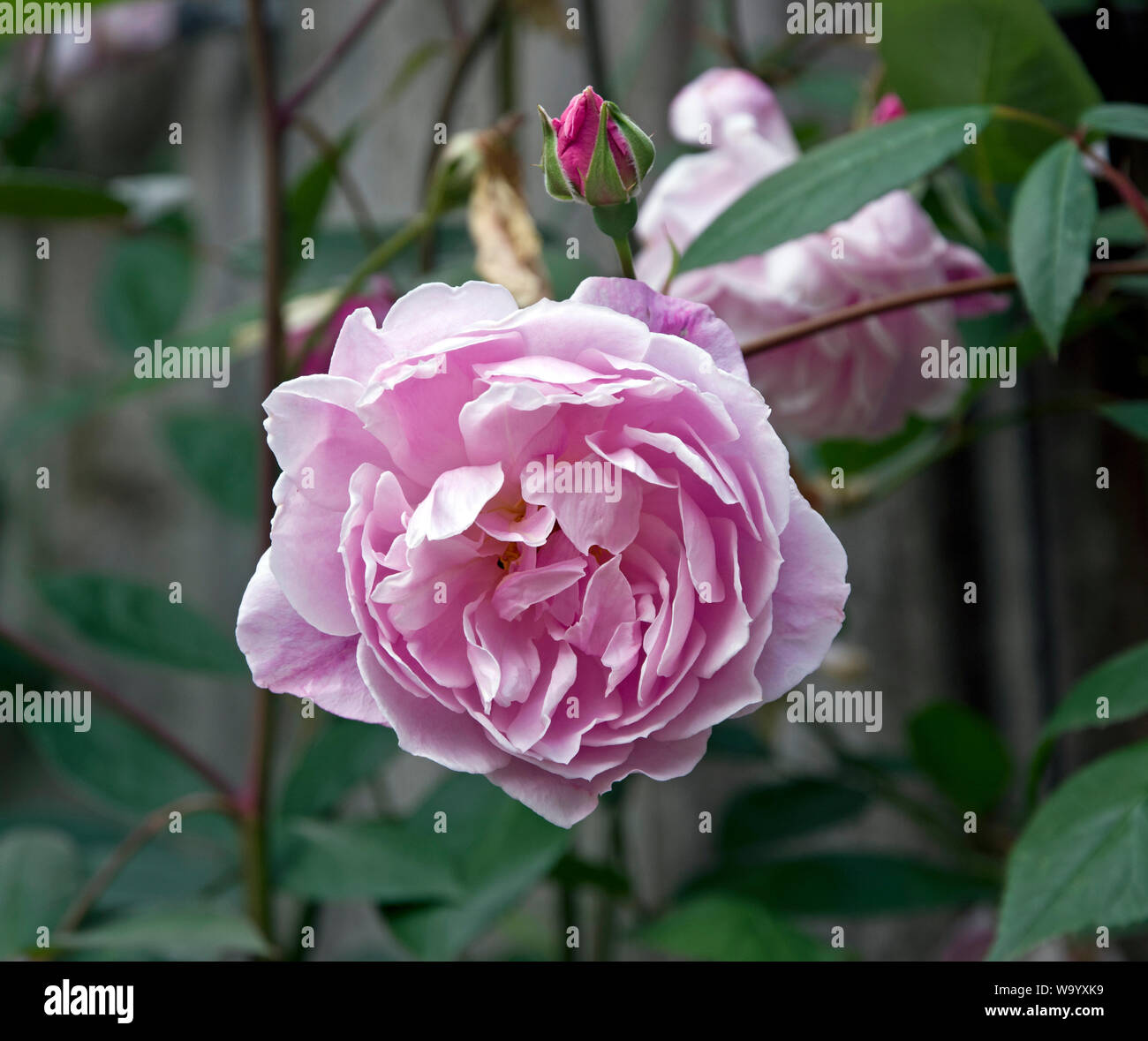 Rose Mortimer Sackler Stock Photo - Alamy