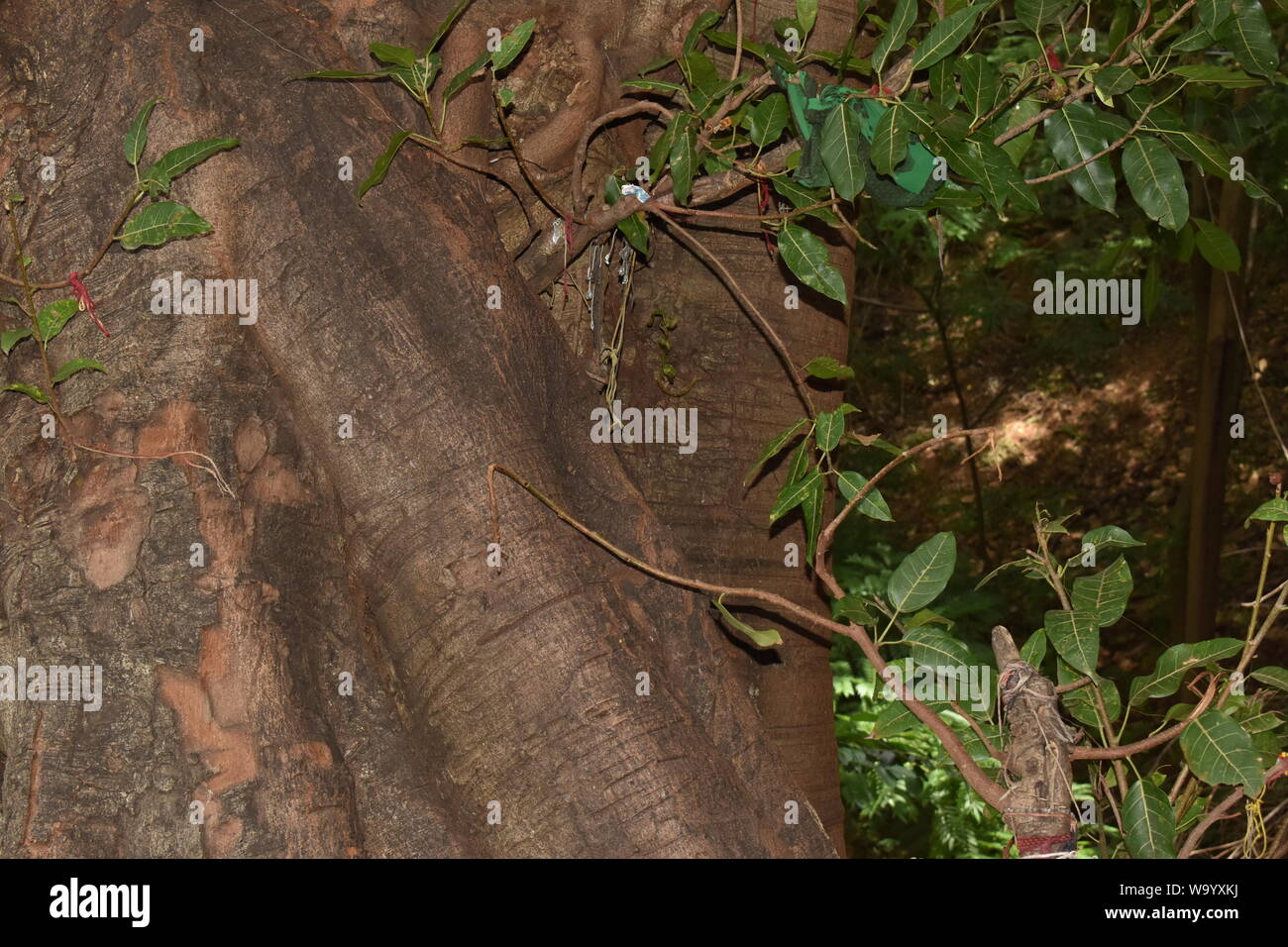 Small stems hi-res stock photography and images - Alamy