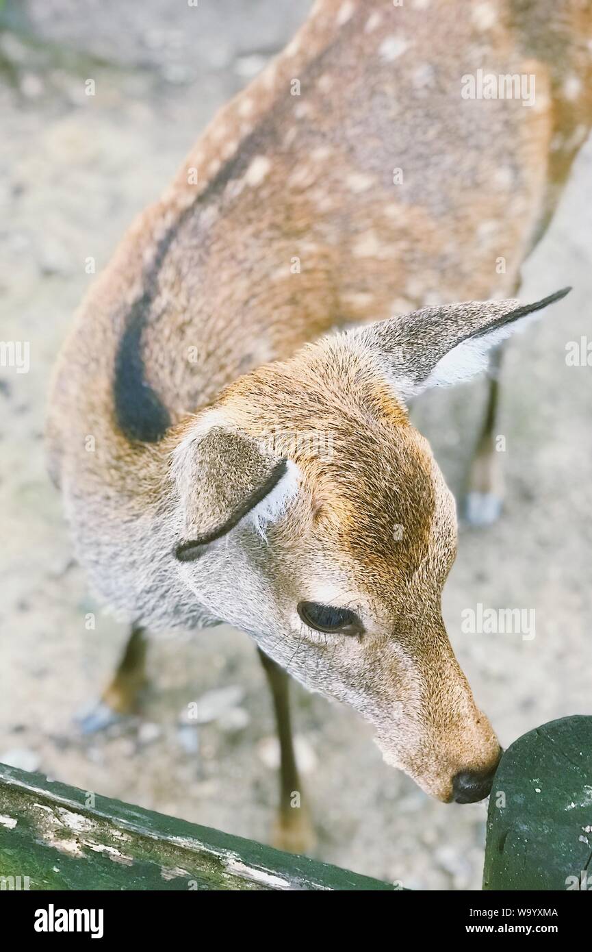 Cute baby deer animal nursery hi-res stock photography and images - Alamy