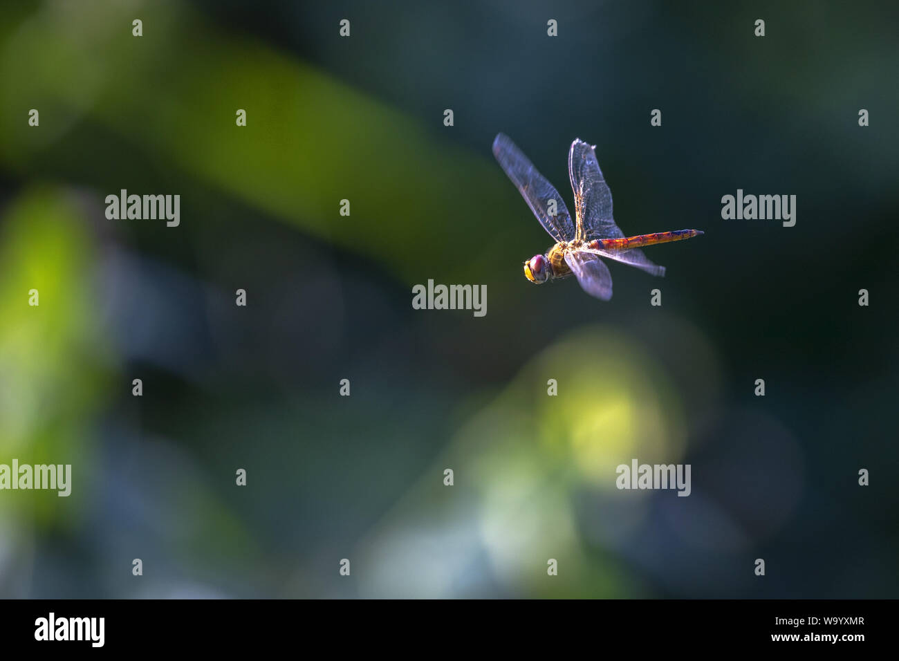 Dragonfly insect nature green hi-res stock photography and images - Alamy