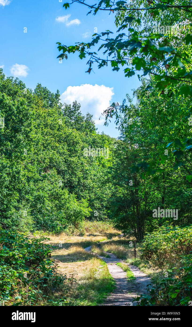 Path in Dutch Forest in Gelderland the photograph was taken in the ...