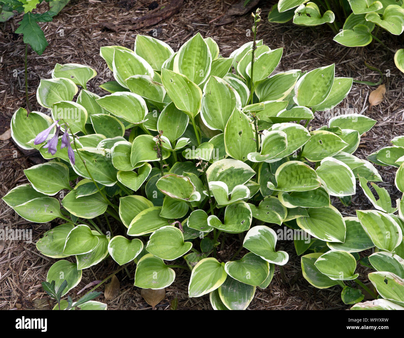 Hosta Golden Tiara Stock Photo - Alamy