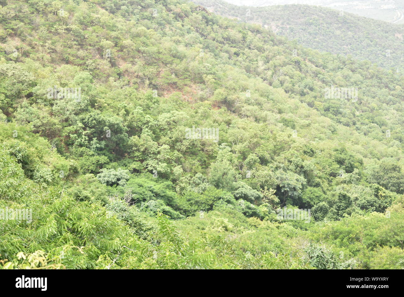 A view of green forest on hills from the top of hill Stock Photo - Alamy