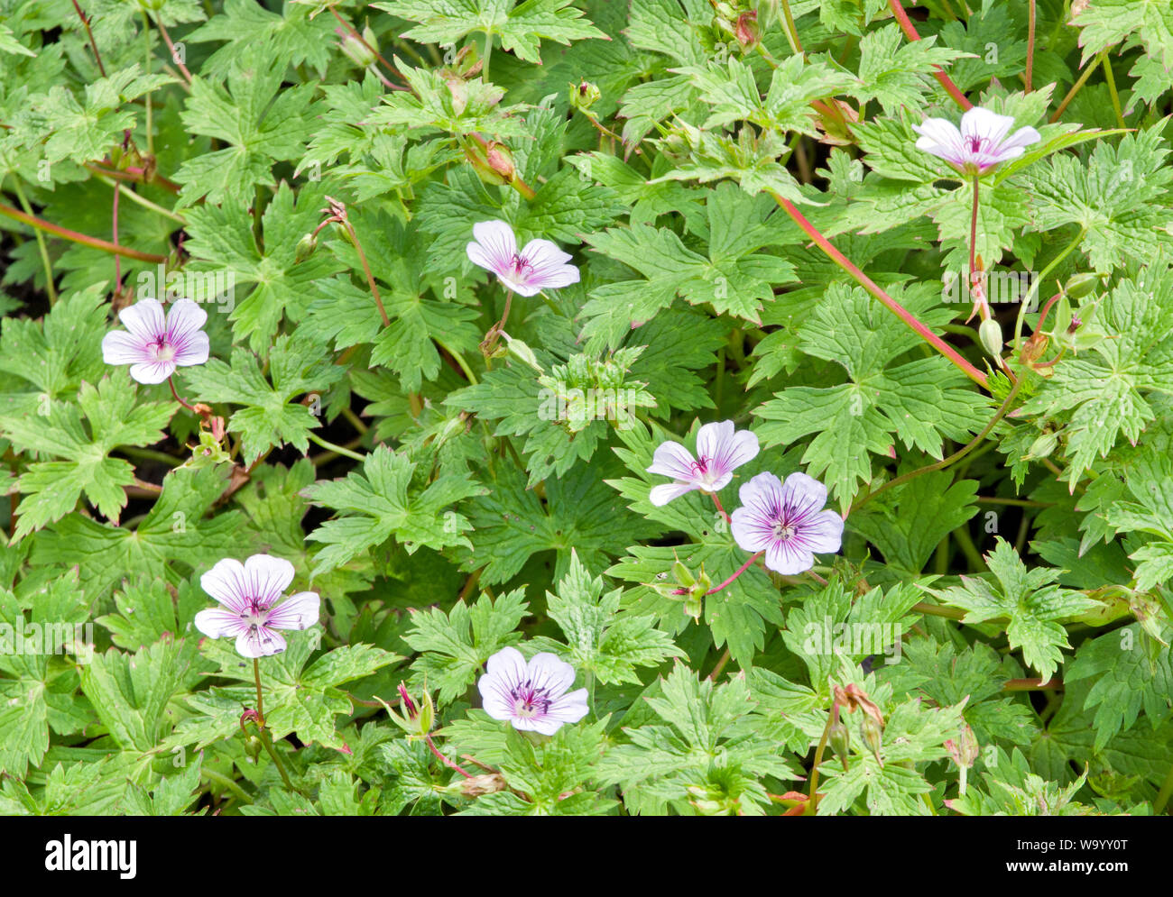Geranium wallichianum ‘Crystal Lake’ Stock Photo - Alamy